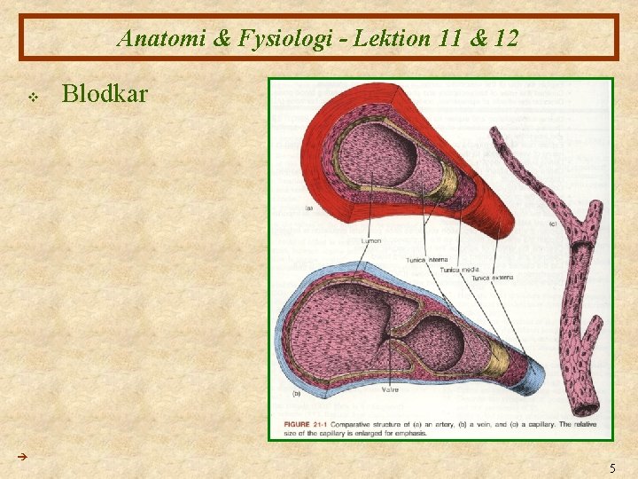 Anatomi Fysiologi XI XII Kredslbet 1 Anatomi Fysiologi