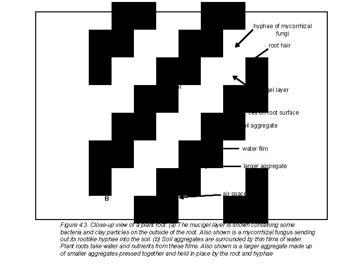 A hyphae of mycorrhizal fungi root hair root