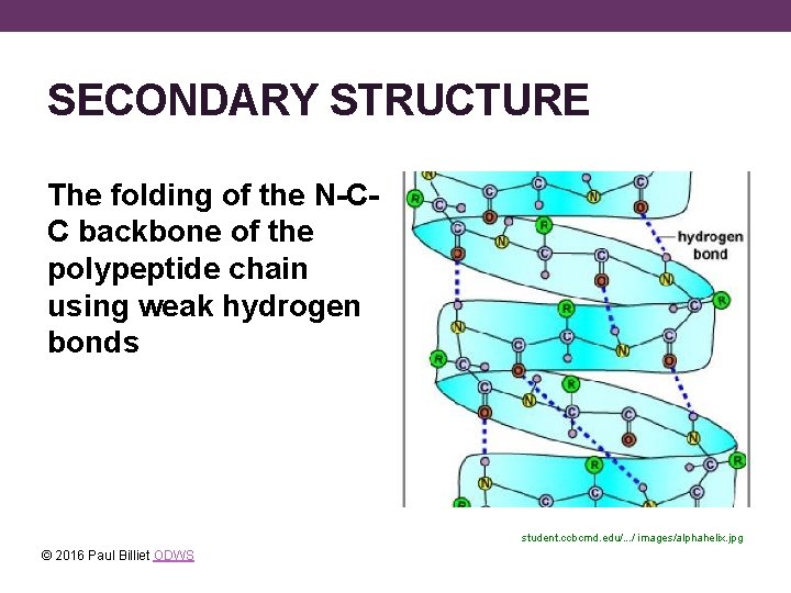 PROTEINS FOLDED POLYPEPTIDES 2016 Paul Billiet ODWS PRIMARY
