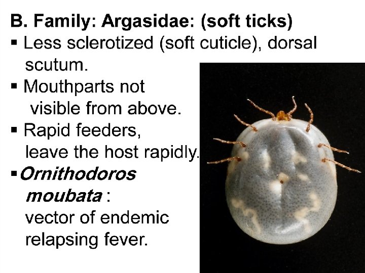 Lab 19 Ticks mites C Order Acari Acarina