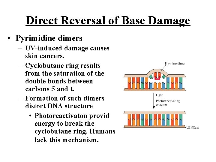 Genetic MaterialDNA 6 November 2003 Reading The Cell