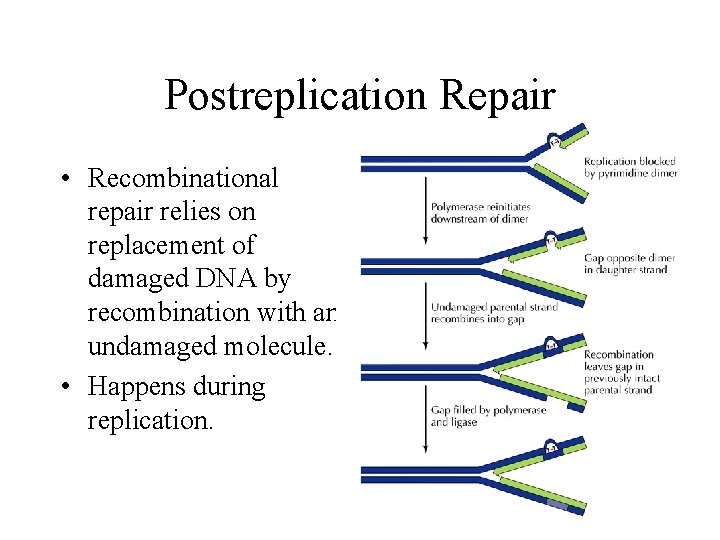 Genetic MaterialDNA 6 November 2003 Reading The Cell
