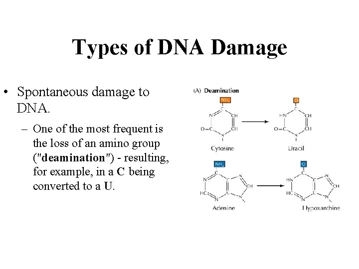 Genetic MaterialDNA 6 November 2003 Reading The Cell