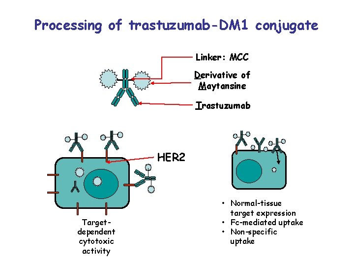 Are We About To Cure HER 2 Positive