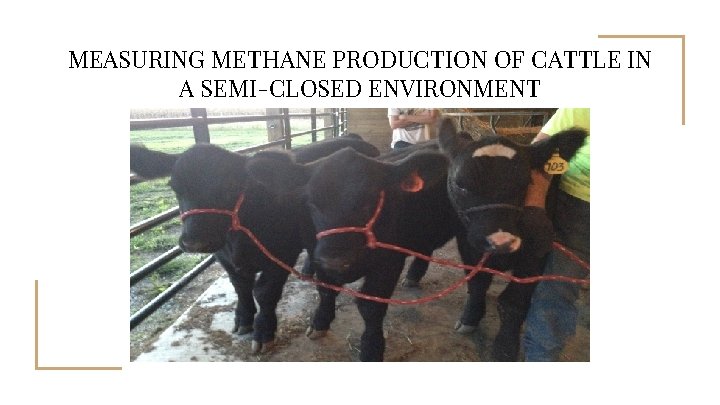 MEASURING METHANE PRODUCTION OF CATTLE IN A SEMICLOSED