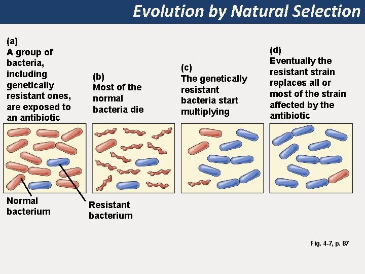 CHAPTER 4 BIODIVERSITY EVOLUTION Species set of individuals