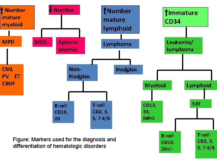 Chapter 8 Hematologic Cell Markers Objectives At the