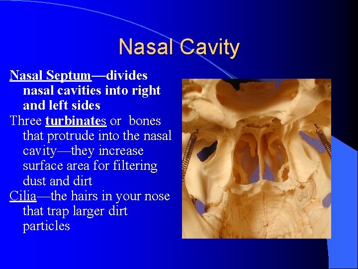Respiratory System Structures and Functions Parts of Respiratory