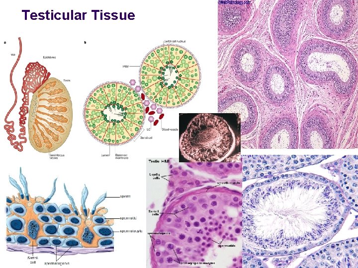 BIOLOGY 30 Unit 3B Reproduction and Development Day