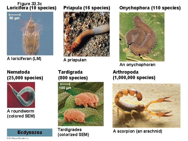 LECTURE PRESENTATIONS For CAMPBELL BIOLOGY NINTH EDITION Jane