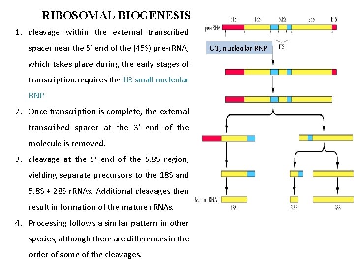 THE NUCLEOLUS The nucleolus nucleoli nonmembrane bound structure