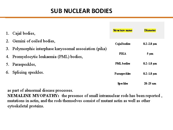 THE NUCLEOLUS The nucleolus nucleoli nonmembrane bound structure