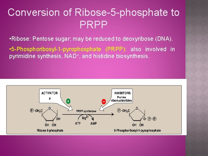 OBJECTIVES 1 Nomenclature of nucleic acids a nucleosides