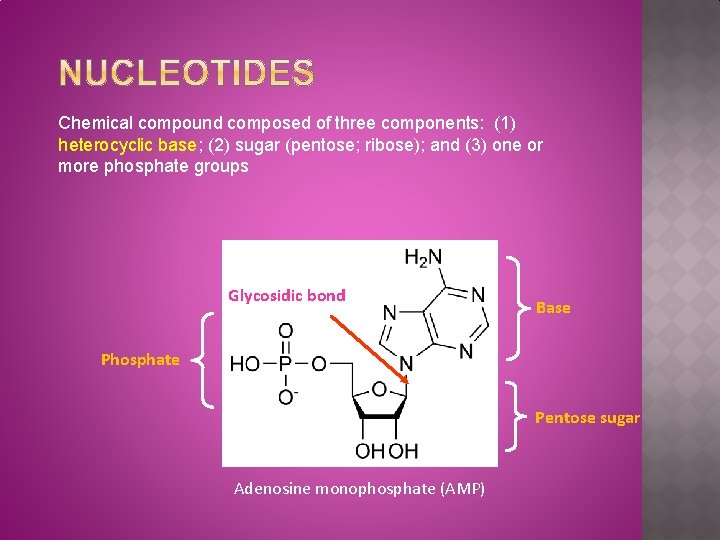 OBJECTIVES 1 Nomenclature of nucleic acids a nucleosides