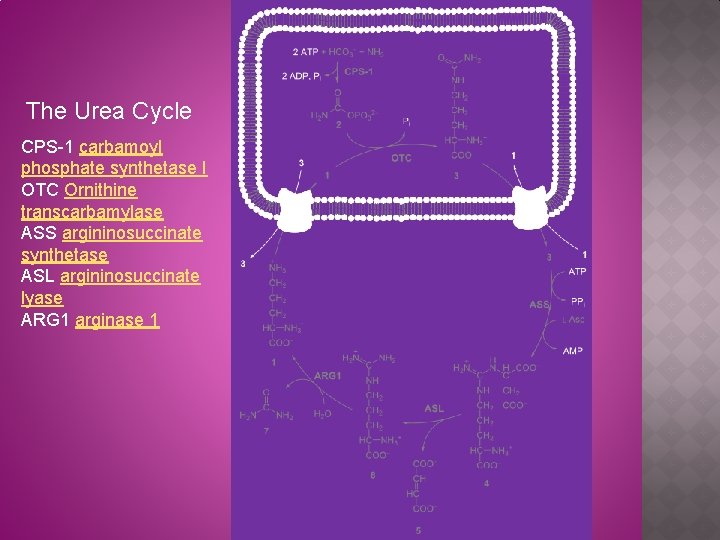 OBJECTIVES 1 Nomenclature of nucleic acids a nucleosides