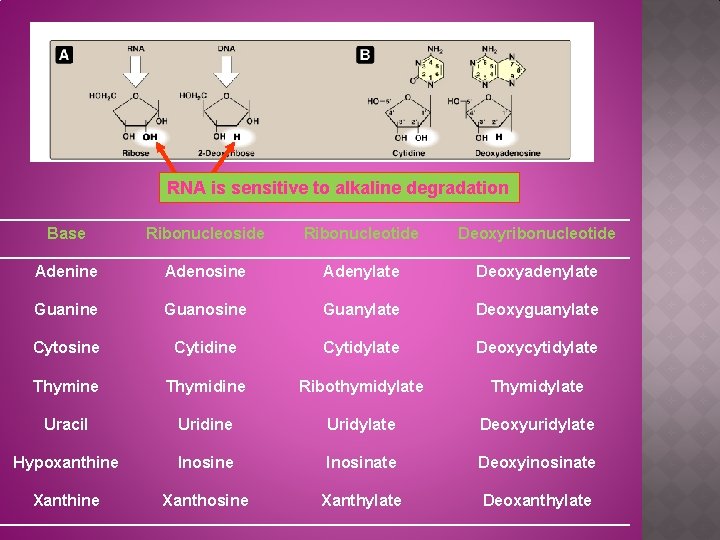 OBJECTIVES 1 Nomenclature of nucleic acids a nucleosides