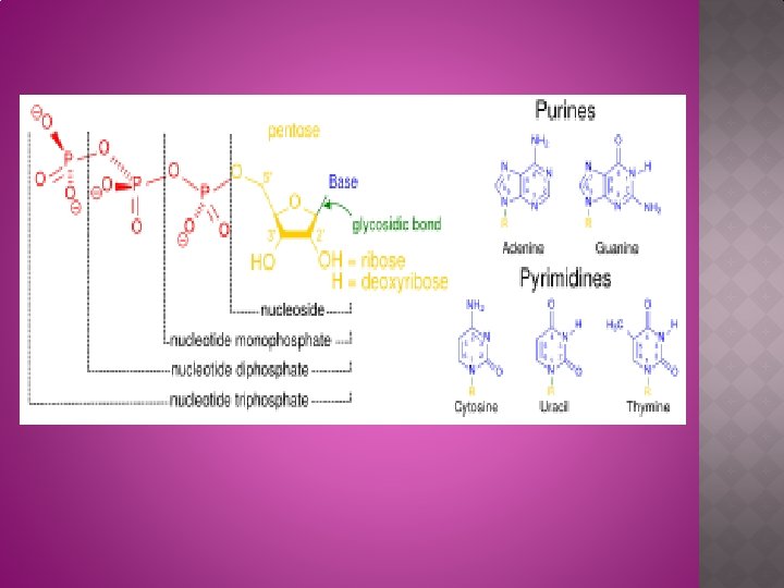 OBJECTIVES 1 Nomenclature of nucleic acids a nucleosides