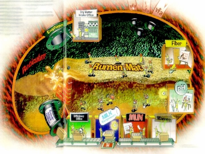 RUMEN MICROBES Rumen Microbes In charge of Degradation