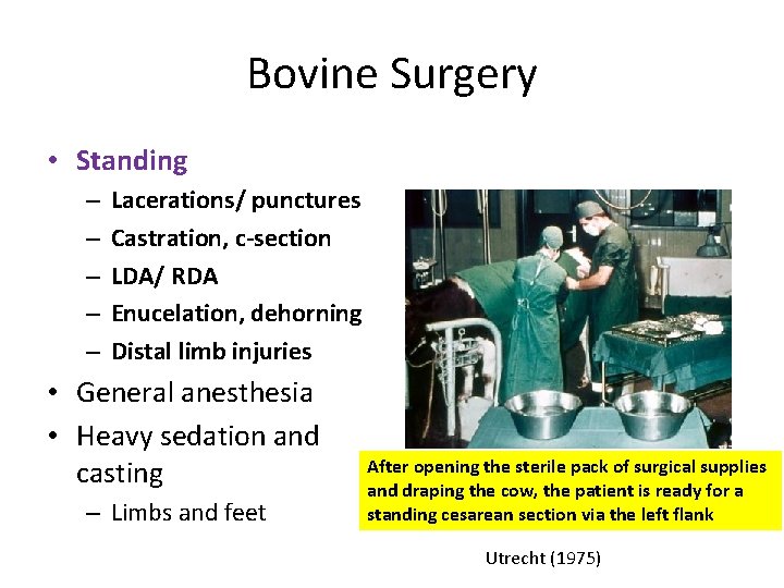 Chapter 12 Bovine Surgical Procedures Key Terms Casting