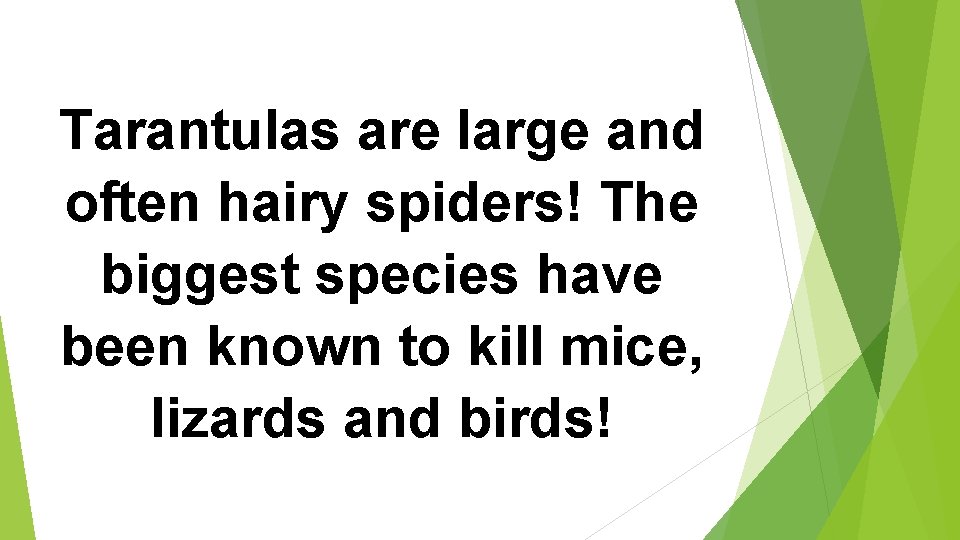 SPIDER FACTS Get ready to learn something NEW