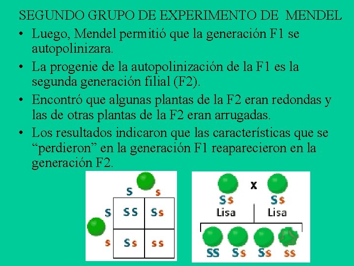 SEGUNDO GRUPO DE EXPERIMENTO DE MENDEL Luego Mendel