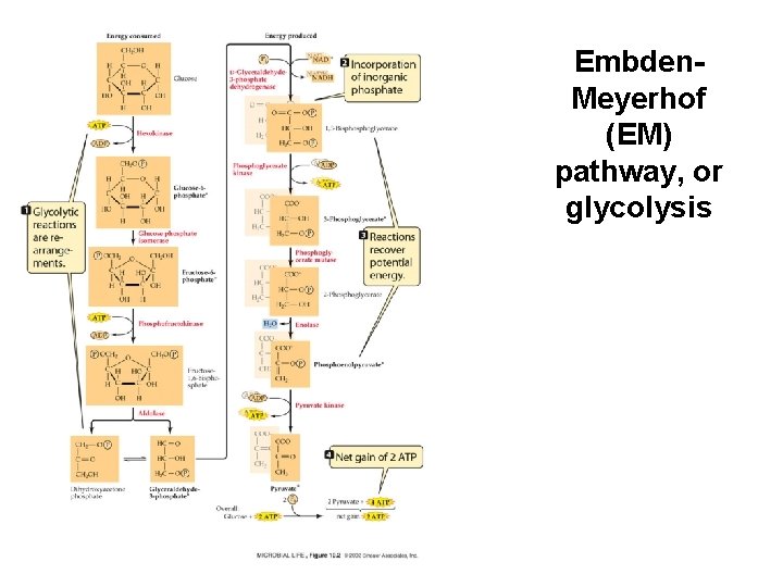 Introduction biosynthesis The combined processes whereby the major