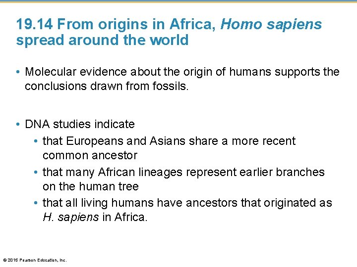 19 11 The hominin branch of the primate
