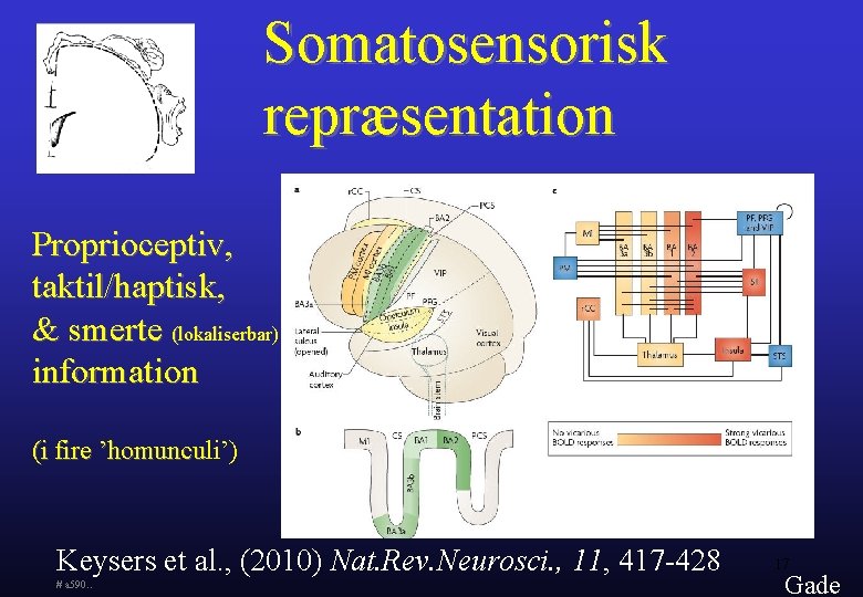 Emotioner og limbiske strukturer 2 Udvidede amygdala insula