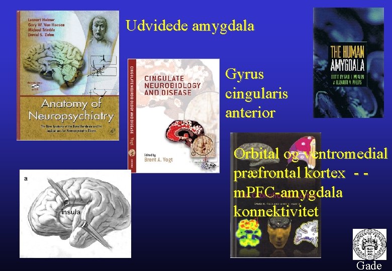Emotioner og limbiske strukturer 2 Udvidede amygdala insula