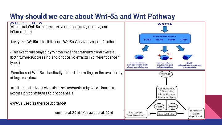 WNT 5 A and Breast Cancer Group 1