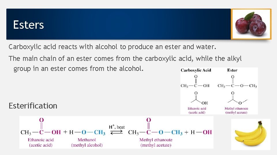 Carboxylic Acids Esters Amines and Amides Chemistry 100