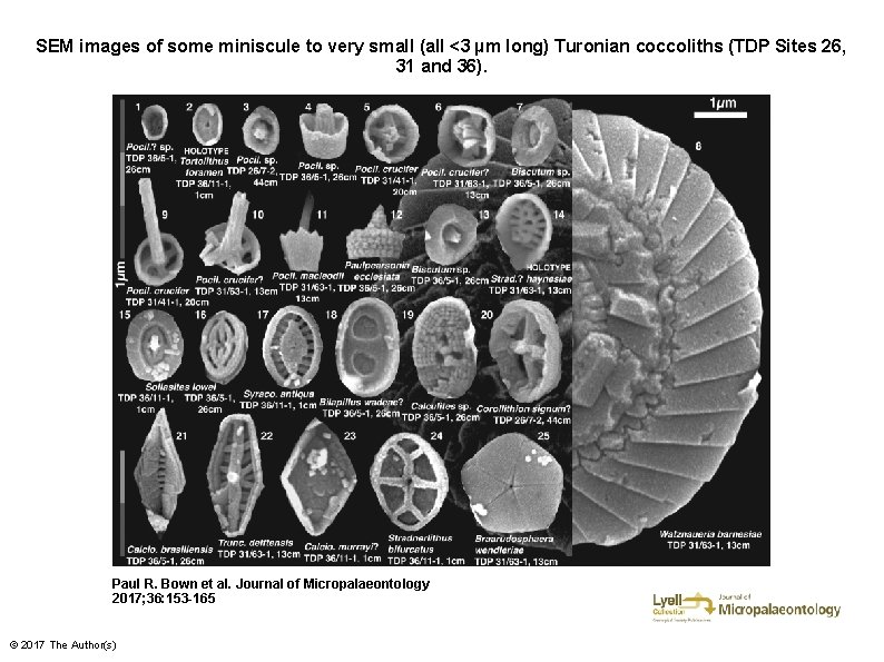 On the Cretaceous origin of the Order Syracosphaerales