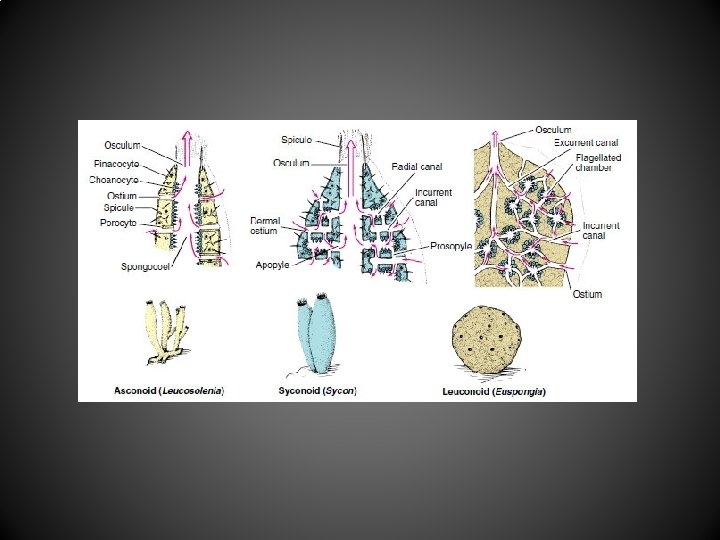Phylum Porifera fera means bearing Pore bearing Sponges