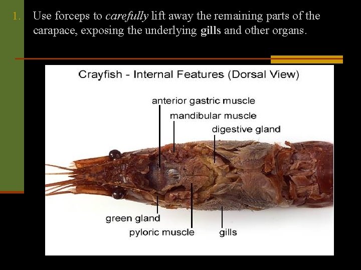Crayfish Dissection A Laboratory Investigation Part 1 External