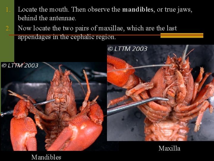 Crayfish Dissection A Laboratory Investigation Part 1 External