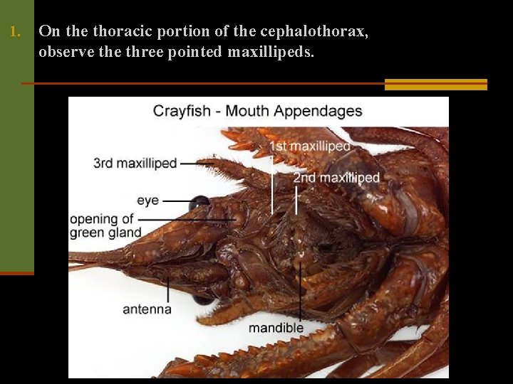 Crayfish Dissection A Laboratory Investigation Part 1 External