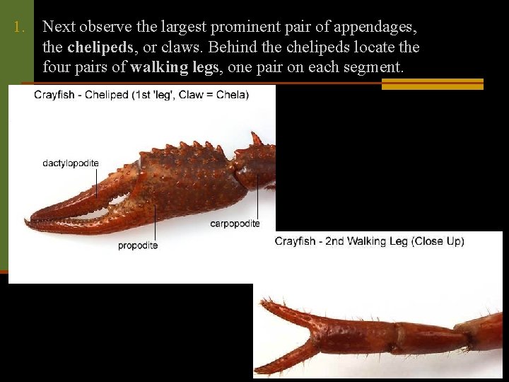 Crayfish Dissection A Laboratory Investigation Part 1 External