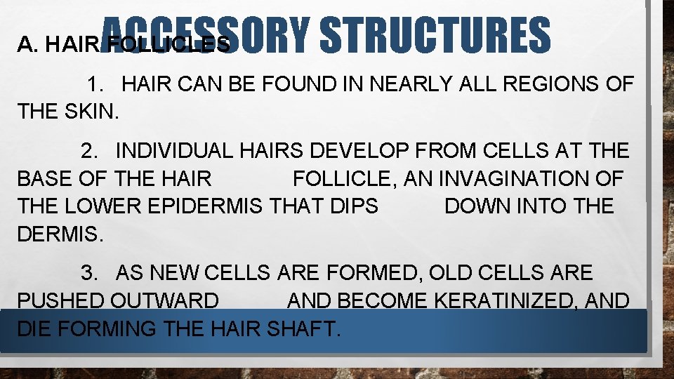 ACCESSORY STRUCTURES A HAIR FOLLICLES 1 HAIR CAN