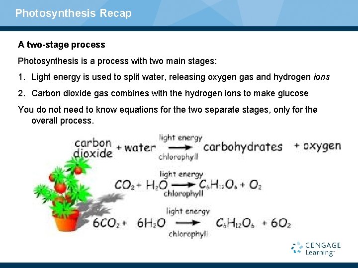 Photosynthesis Recap A twostage process Photosynthesis is a