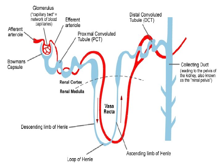 Column of Bertini NEPHRON Bowmans Each nephron is