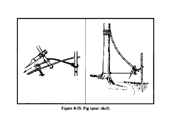 Nato Tree Known as the Eastern Mahogany Usually