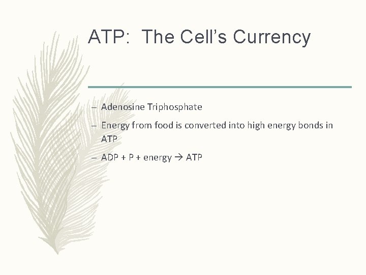 Photosynthesis PHOTOSYNTHESIS Todays Objectives Given information andor ...