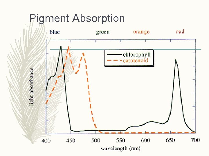 Photosynthesis PHOTOSYNTHESIS Todays Objectives Given information andor ...