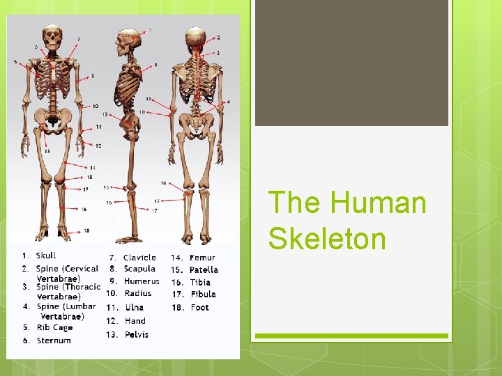 The Human Skeleton The Skull Your 3 pound
