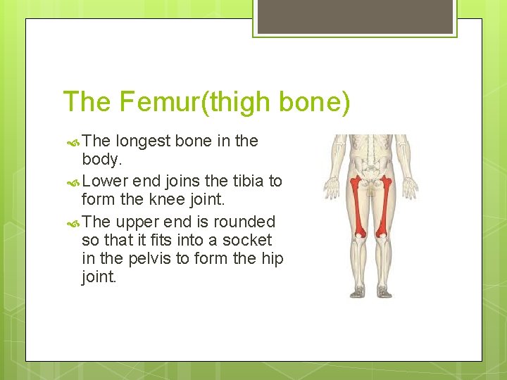 The Human Skeleton The Skull Your 3 pound