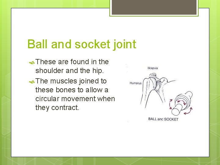 The Human Skeleton The Skull Your 3 pound