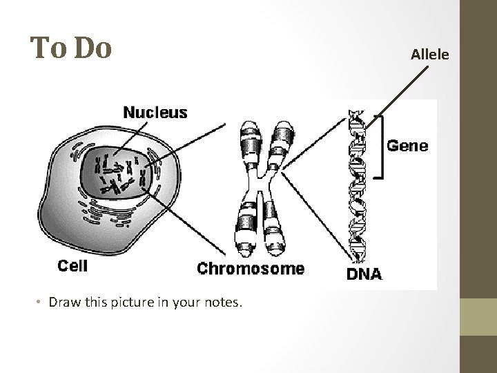 Unit A Biological Diversity How do species have