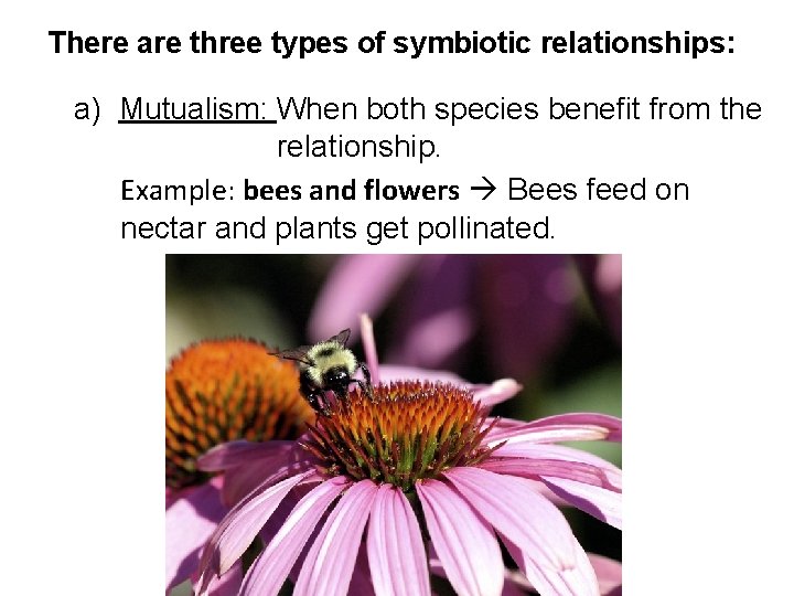 Biotic Relationships There are three types of relationships