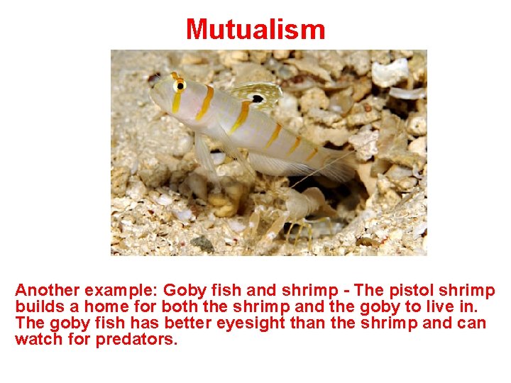 Biotic Relationships There are three types of relationships