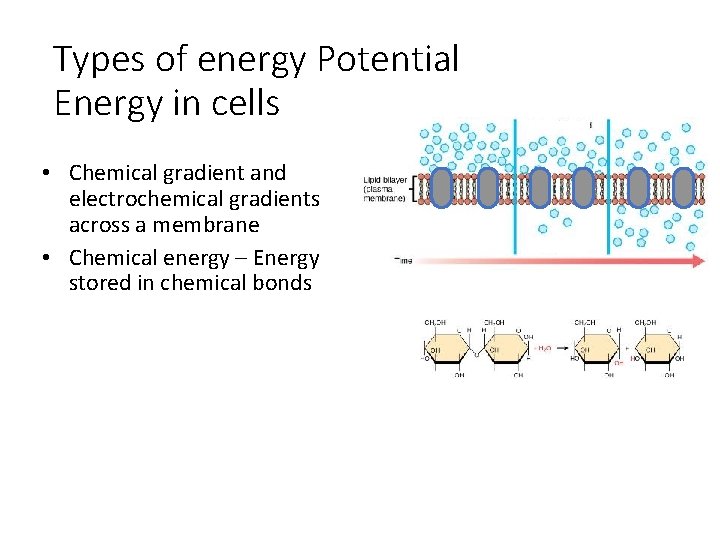 BIOLOGY 2 E Module 5 METABOLISM Power Point